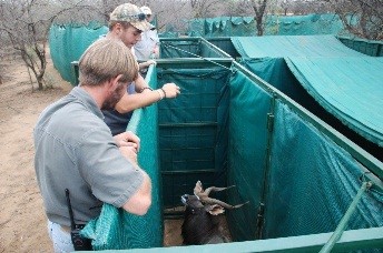 Passive Capture of ALL Wildlife species | Eco Group Africa